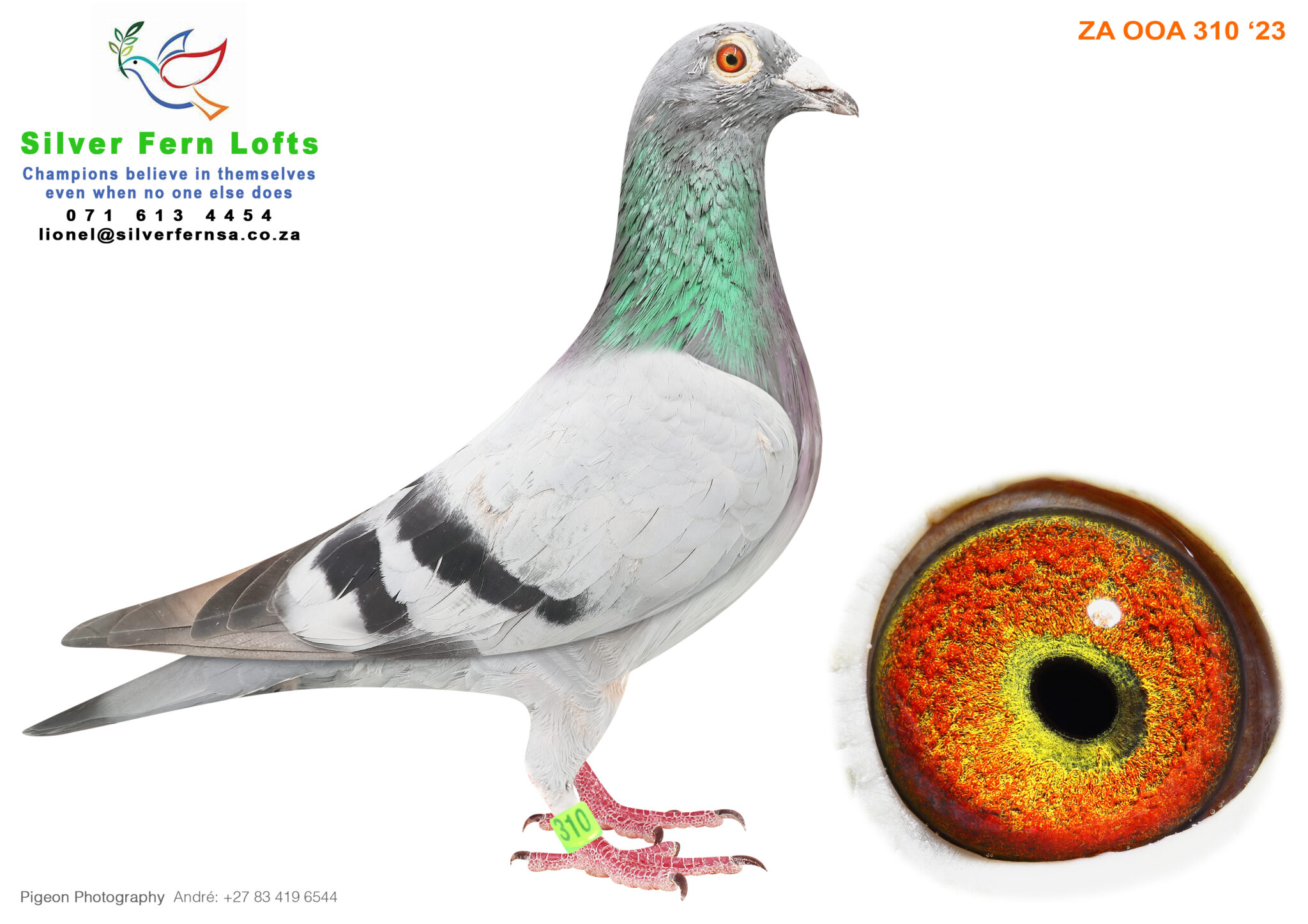 .LOT 6 MID MARCH- ZA 23 OOA 310 -SIRE:.326257 20 ZA.Alias “ACE X 1ST CARNIVAL” Strain: ONE LOFT ...