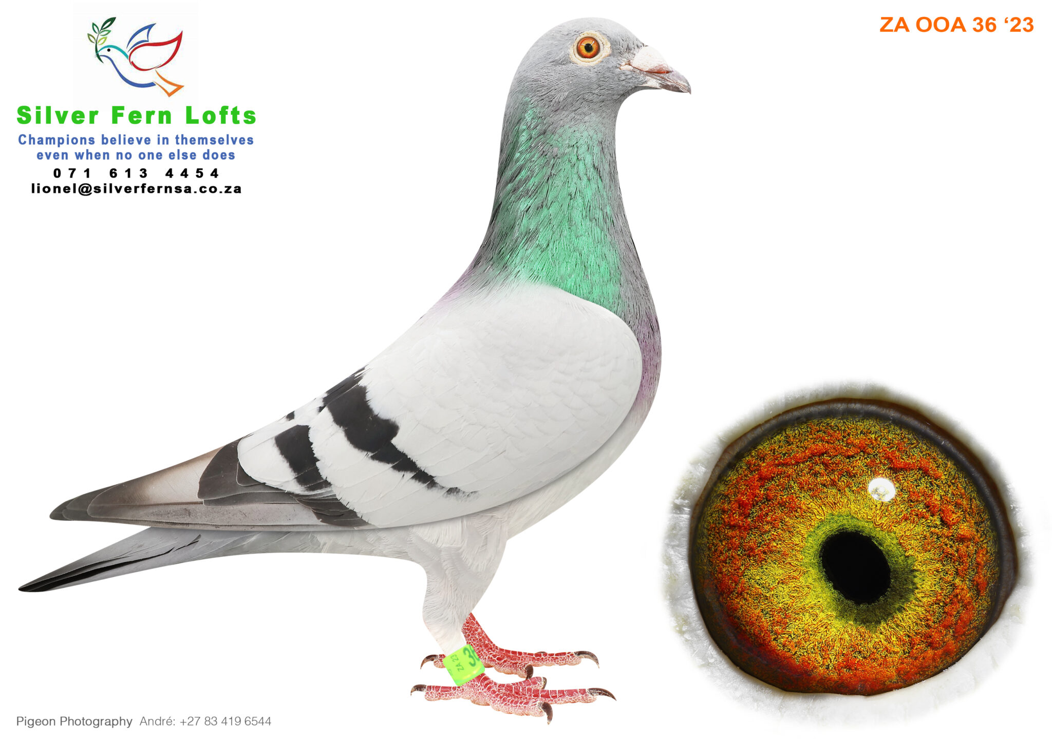 .LOT 4 MID MARCH- ZA 23 OOA 36 -SIRE: 259 ZA 17 OOA.Alias “NEW 404” Strain: OUT OF AFRICA ACES ...