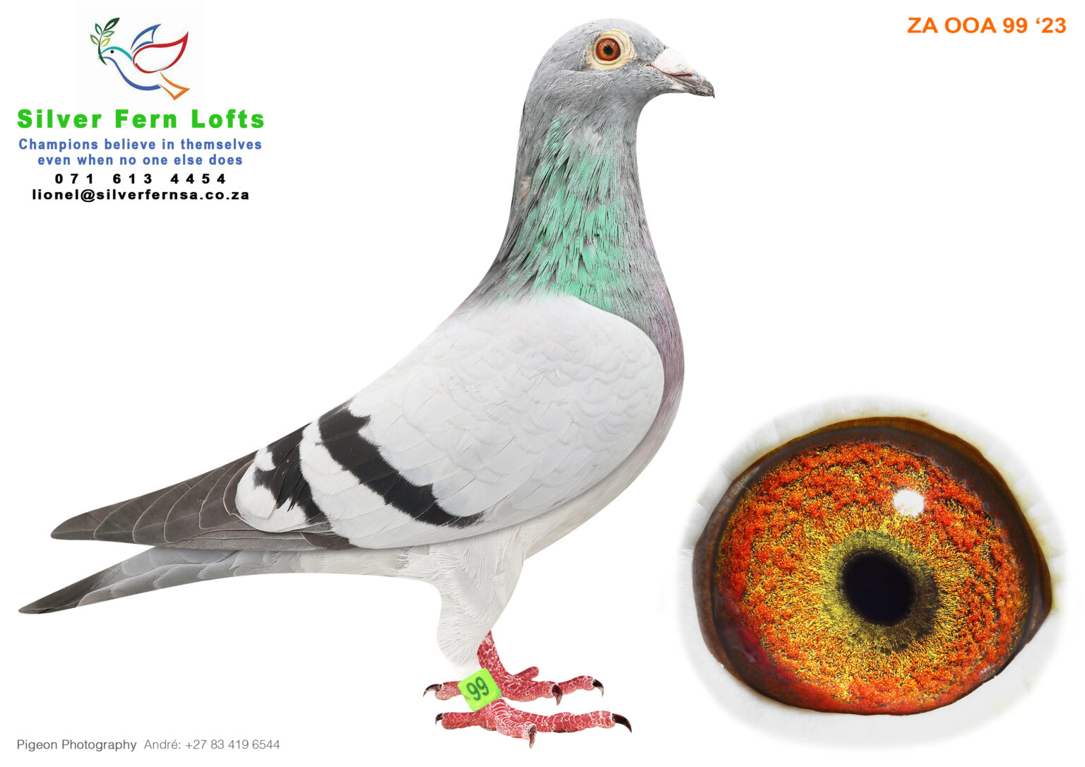 LOT 17 MID MARCH-ZA 23 OOA 99 -SIRE:5704 ZA 16 CYRILS.Alias “BEST OF 810” Strain: 810 -1ST ...