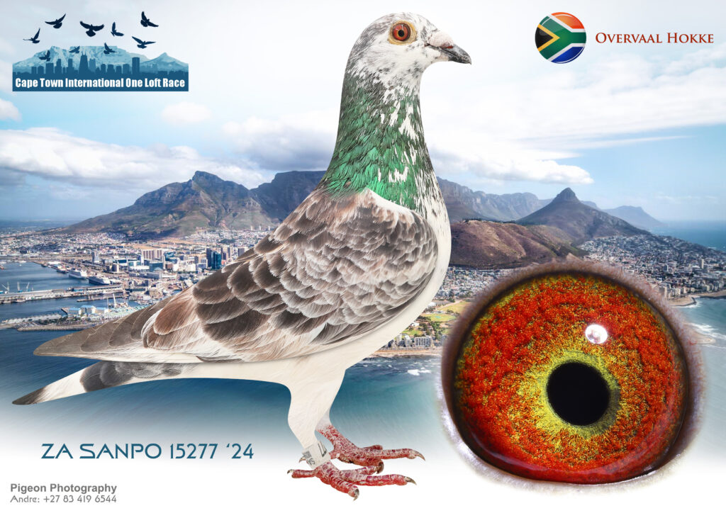 LOT 35 CAPETOWN AUCTION 2 -OVERVAAL HOKKE – ZA 24 SANPO 15277 -SIRE:5951 ZA ODRA 21. VAN LOON ...