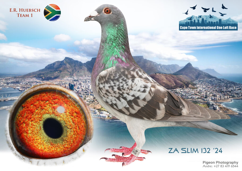 LOT 18 CAPETOWN AUCTION 2 -SPLENDIDIOR LOFTS – ZA 24 WBU 1643 -SIRE:58381 GB 22. KITTEL/BEST ...