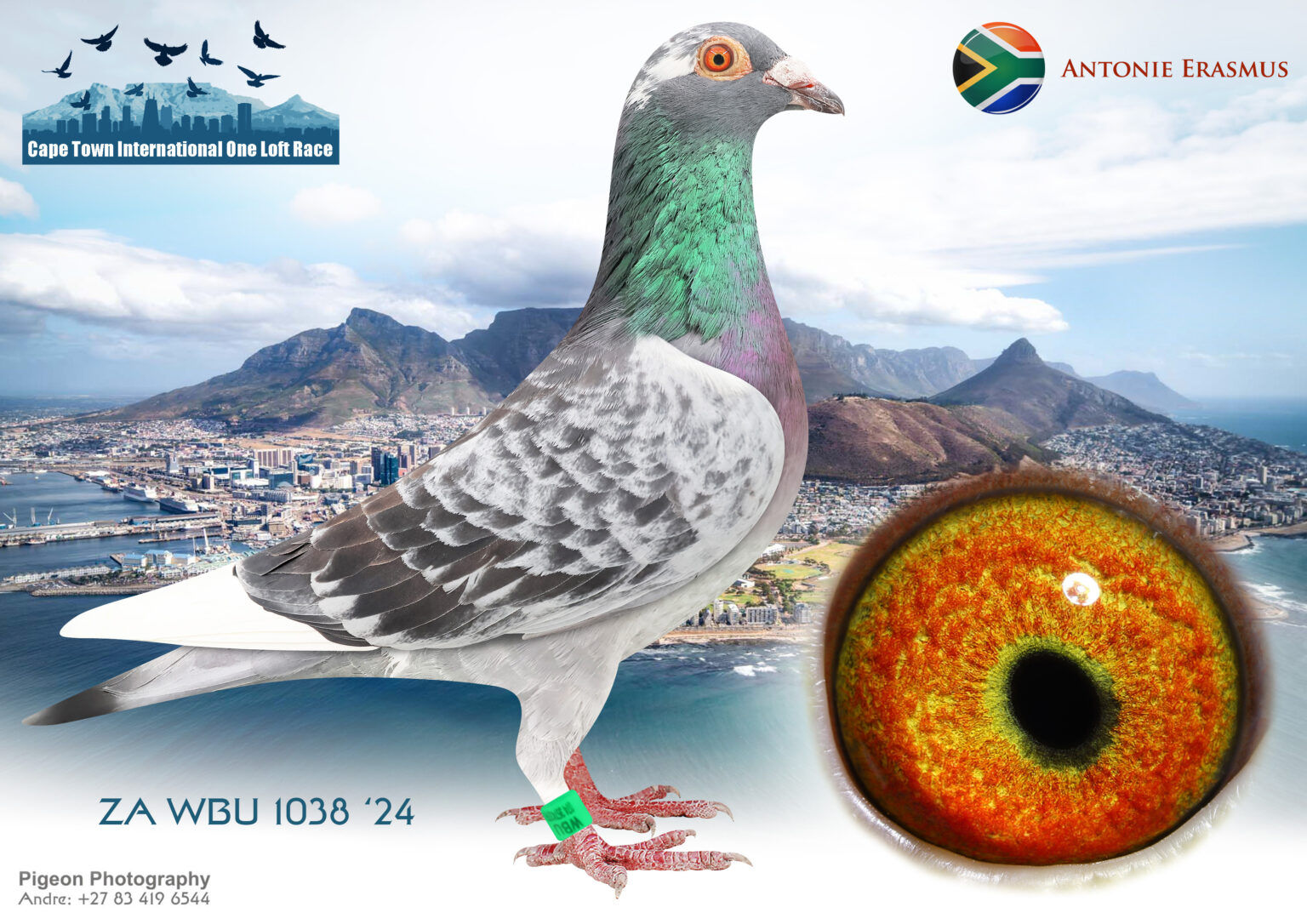 LOT 19 CAPETOWN AUCTION 2 -ANTONIE ERASMUS – ZA 24 WBU 1038 -SIRE:ZA 17 4386 . PRANGE ...