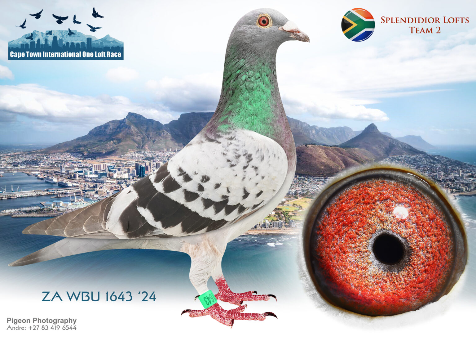 LOT 18 CAPETOWN AUCTION 2 -SPLENDIDIOR LOFTS – ZA 24 WBU 1643 -SIRE:58381 GB 22. KITTEL/BEST ...