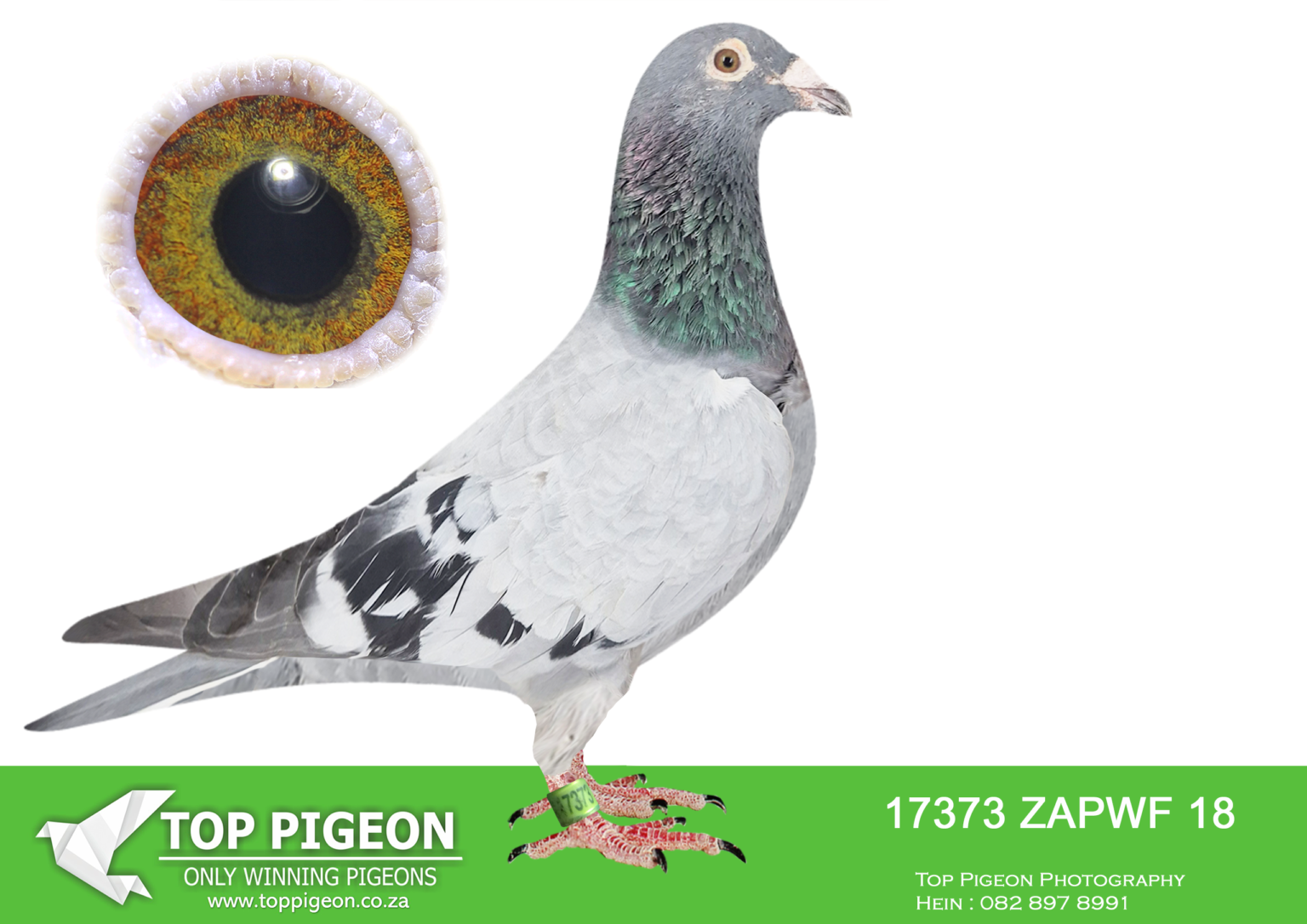 .LOT 4 BOSHOFF PIGEON LOFTS AUCTION 1 – 17373 ZAPWF 18-Cock -‘467 Superbreeder Son of Blue Oak ...