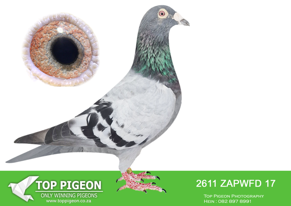 LOT 17 BOSHOFF PIGEON LOFTS AUCTION 1 – 2611 ZAPWFD 17-Cock -Star ...