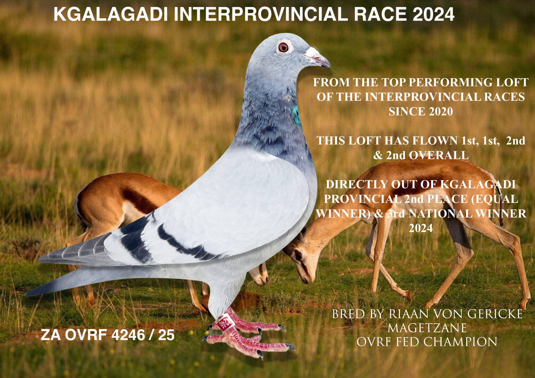 Past racing pigeon auctions | Archive of bids & pedigrees
