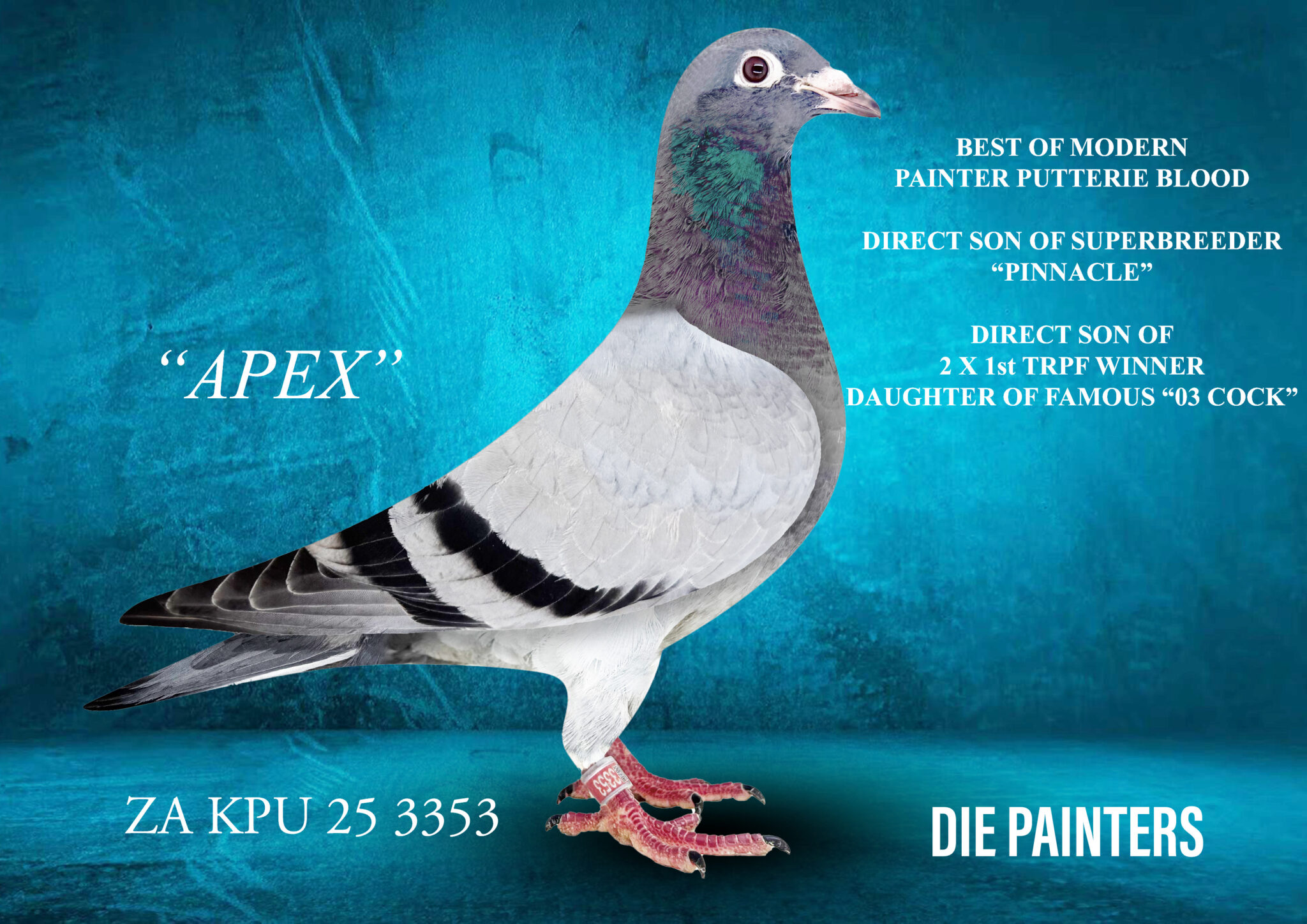 Past racing pigeon auctions | Archive of bids & pedigrees