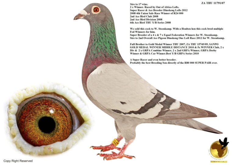 LOT 39 SHAMWARI LOFTS “ROB POLEY” -ZA 21 DVNH 196 BBWF HEN – An extremely well bred medium sized ...