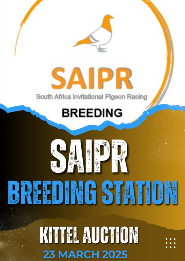 Auctions - Top Pigeon