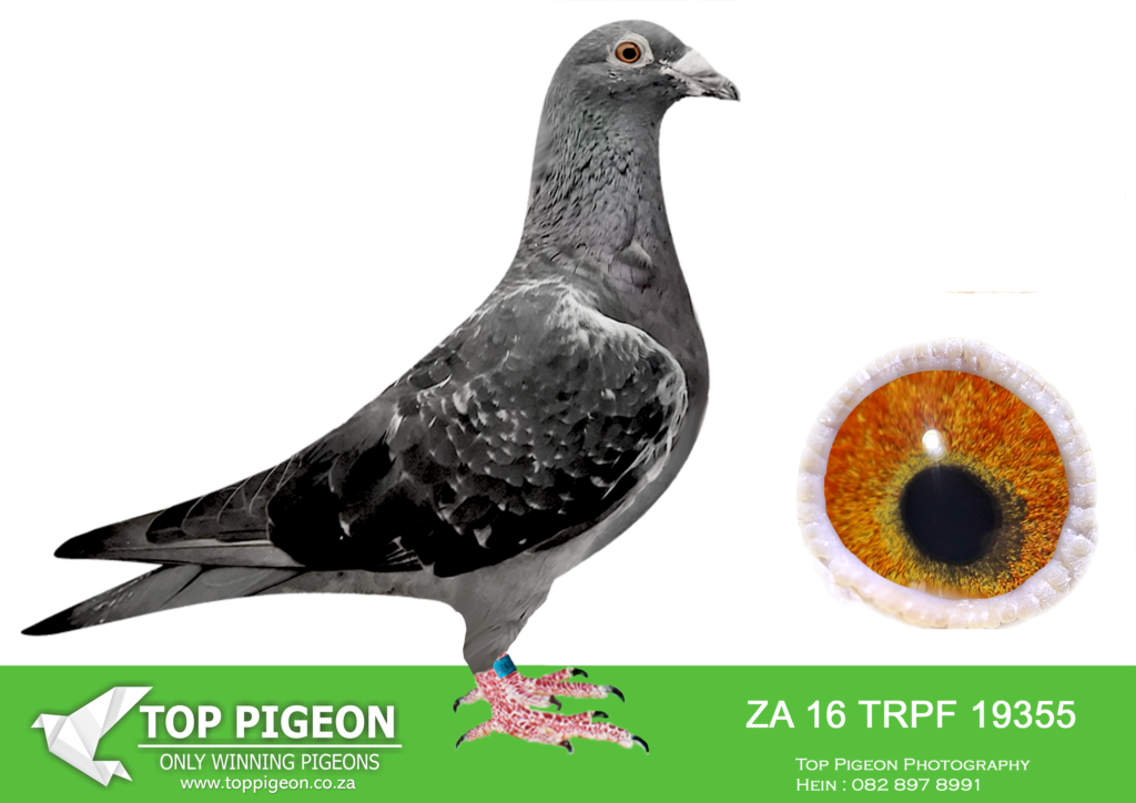 .LOT 8 HULLE WEET NIE WAT ONS WEET NIE – ZA 17 GPU 03871 BBAR HEN- SIRE: 1796 ZA 03 THU. (1796 ...