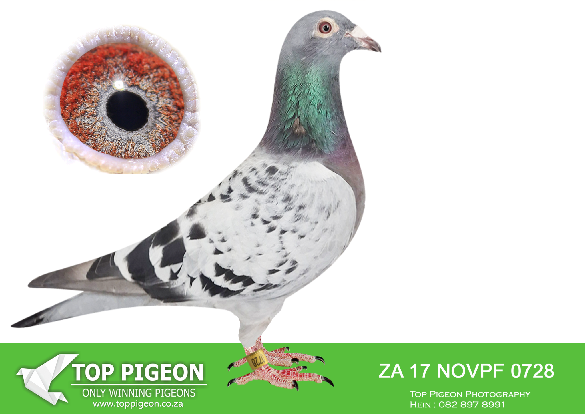 LOT 14 SHAMWARI LOFTS “ROB POLEY” -ZA 17 NOVPF 0728 BC HEN -A very well-bred medium size hen ...