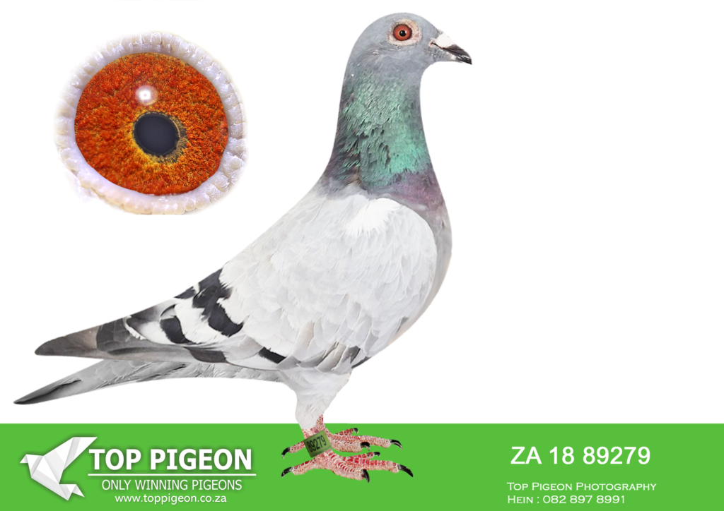 LOT 37 SHAMWARI LOFTS “ROB POLEY” -ZA 18 89279 BBAR HEN (SOLD WITH HER SON) A magnificent medium ...