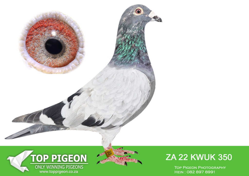 .LOT 8 SHAMWARI LOFTS “ROB POLEY” -ZA 22 KWU/K 350 BBAR COCK – A medium sized weightless very ...