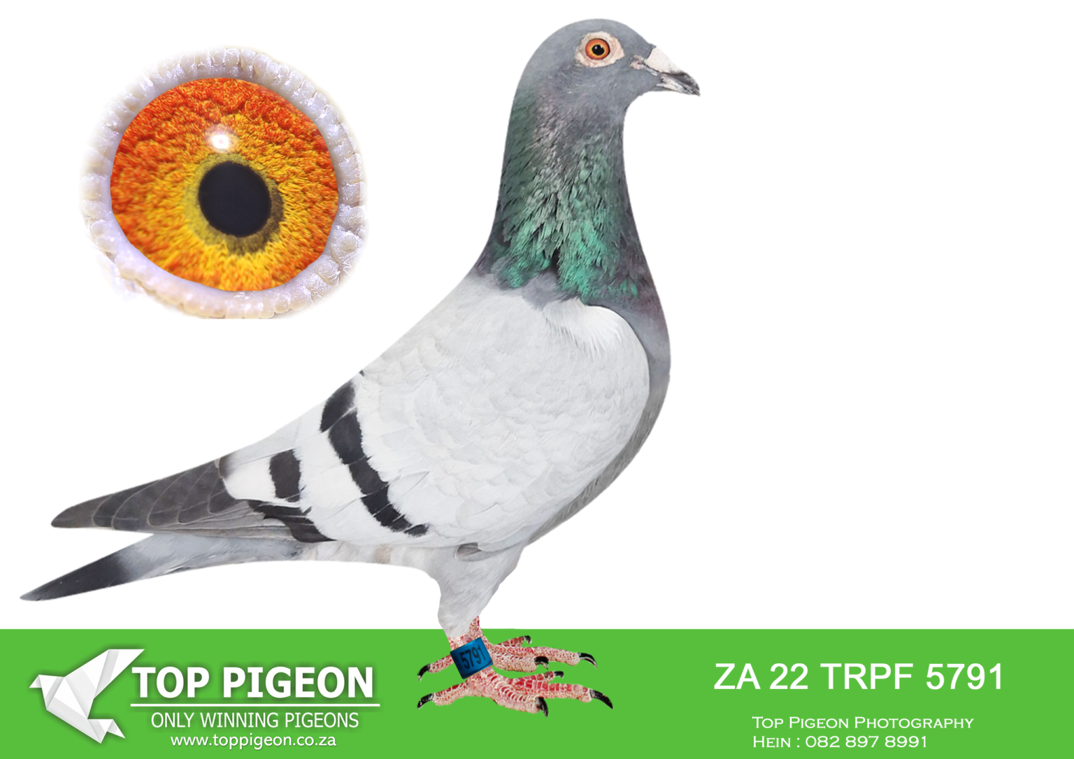 .LOT 4 MID APRIL -ZA 22 TRPF 5791 BB COCK – A medium size hen bred from a Derby winning cock ...