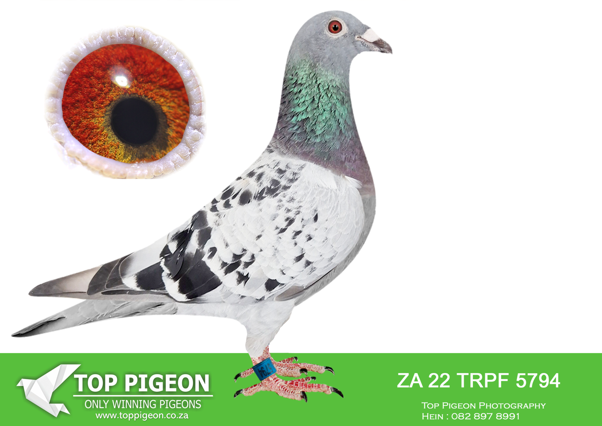 LOT 22 SHAMWARI LOFTS “ROB POLEY” -ZA 22 TRPF 5794 BBAR HEN – A medium sized cock bred from a ...