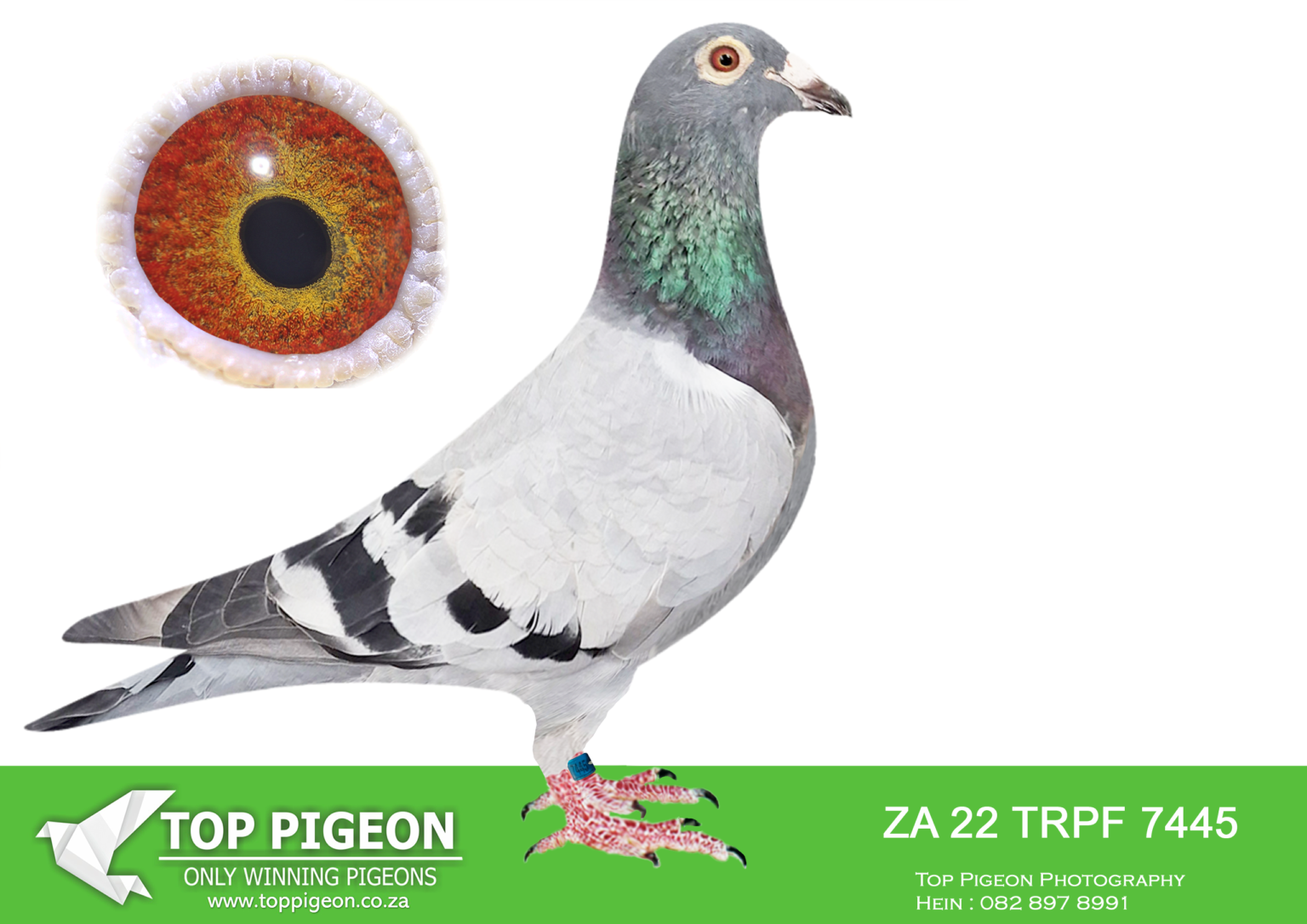 Past Auctions - Top Pigeon