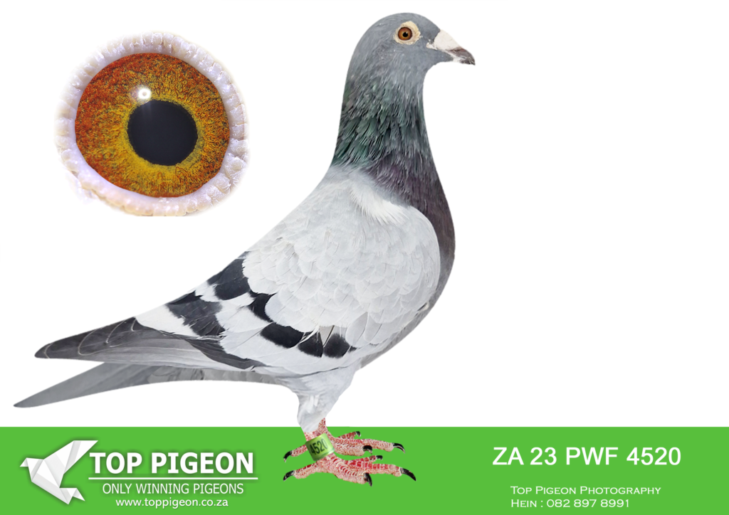 LOT 10 BOSHOFF PIGEON LOFTS AUCTION 5 -4520 ZAPWF 23-Cock -Purebred VRC ...