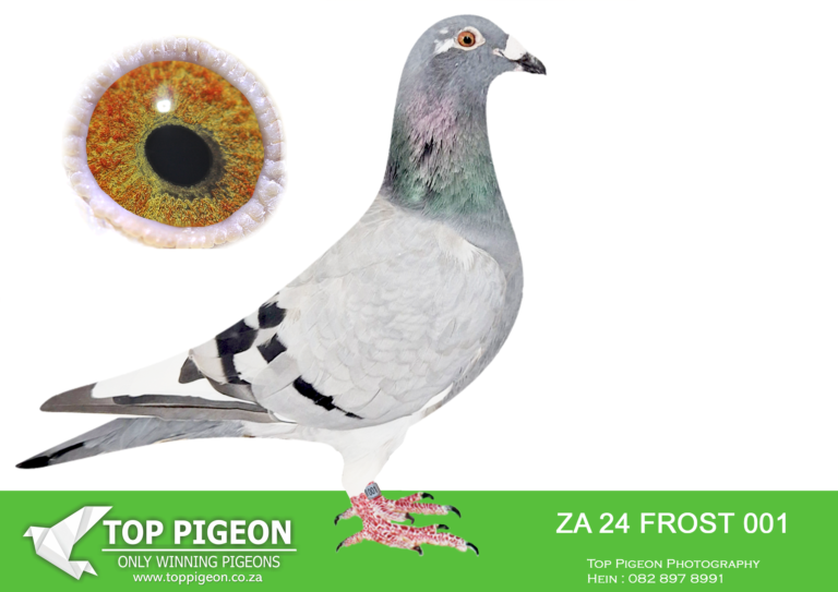 LOT 30 SHAMWARI LOFTS “ROB POLEY” -ZA 24 FROST 001 BBWF HEN – Bred from Shamwari Lofts ...