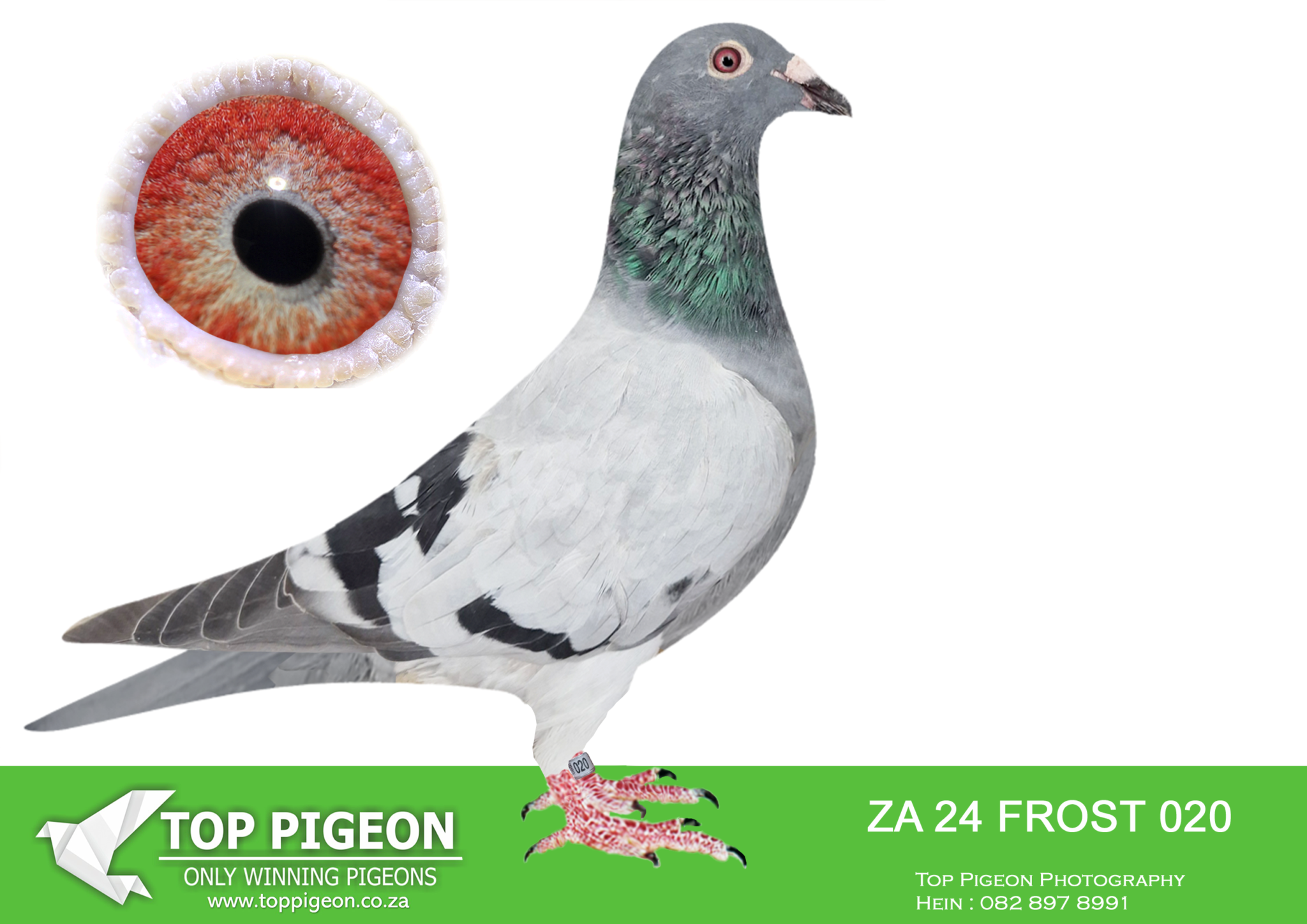 .LOT 9 MID APRIL – ZA 24 FROST 020 BBWF COCK – Son of Shamwari Lofts Foundation Cock and an ...