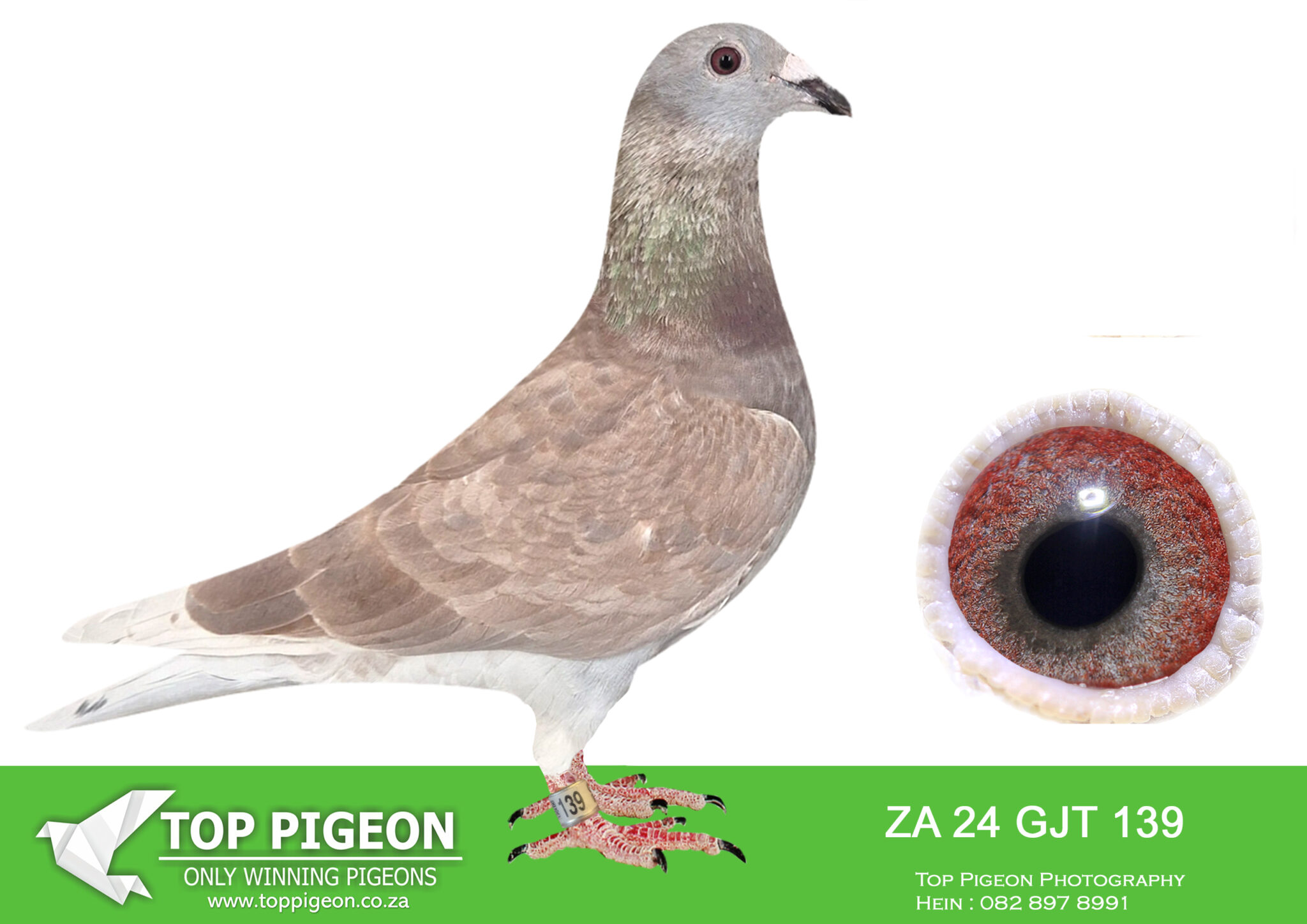 .LOT 7 SAIPR BREEDING STATION -ZA 24 GJT 139 -SIRE:NLD 17-1826194 M The 194 Sangers-Lambrechts ...