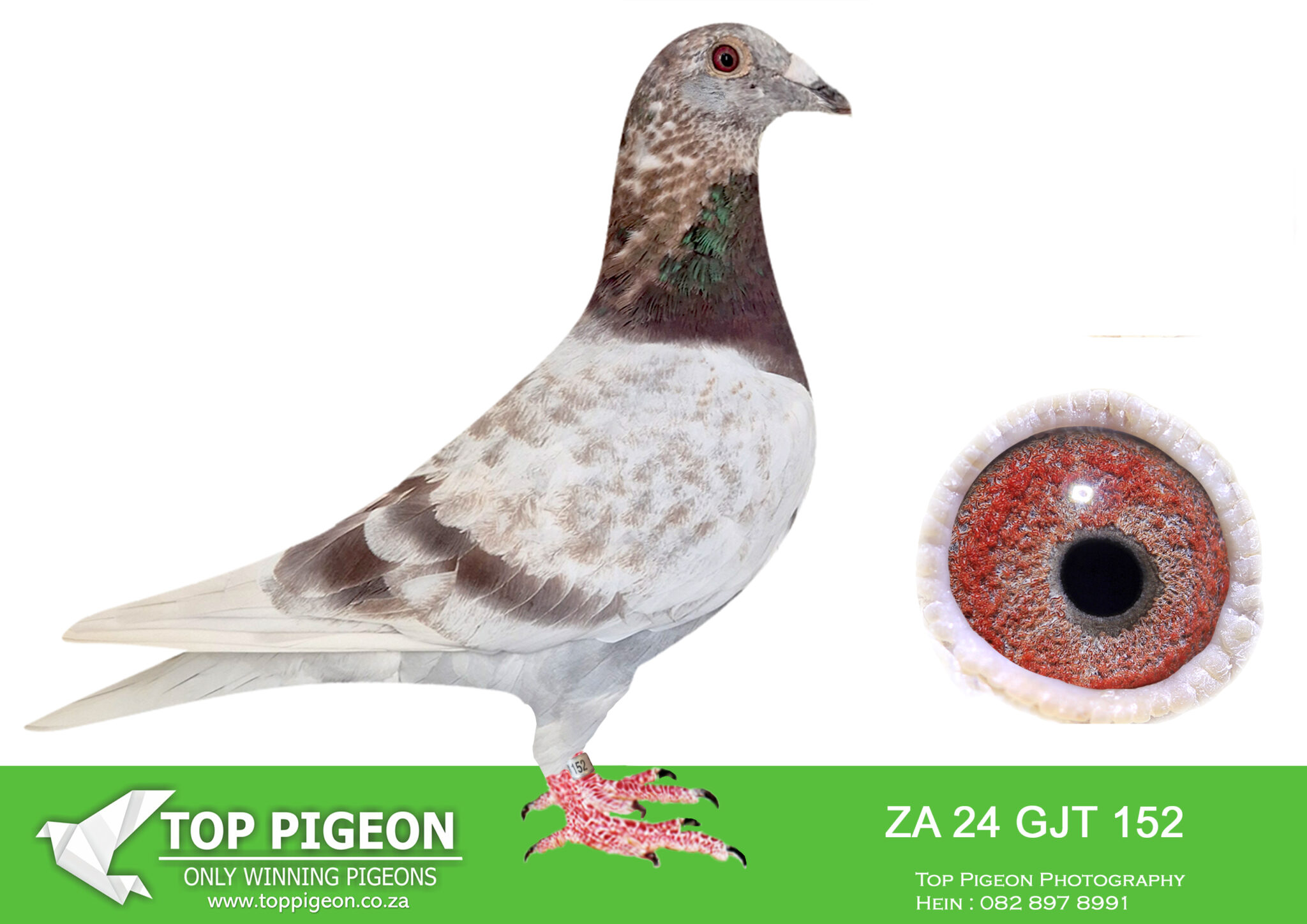 .LOT 2 SAIPR BREEDING STATION -ZA 24 GJT 152 -SIRE:ZA 22 NRHU 3031 . SIRE IS BRED FROM A DIRECT ...