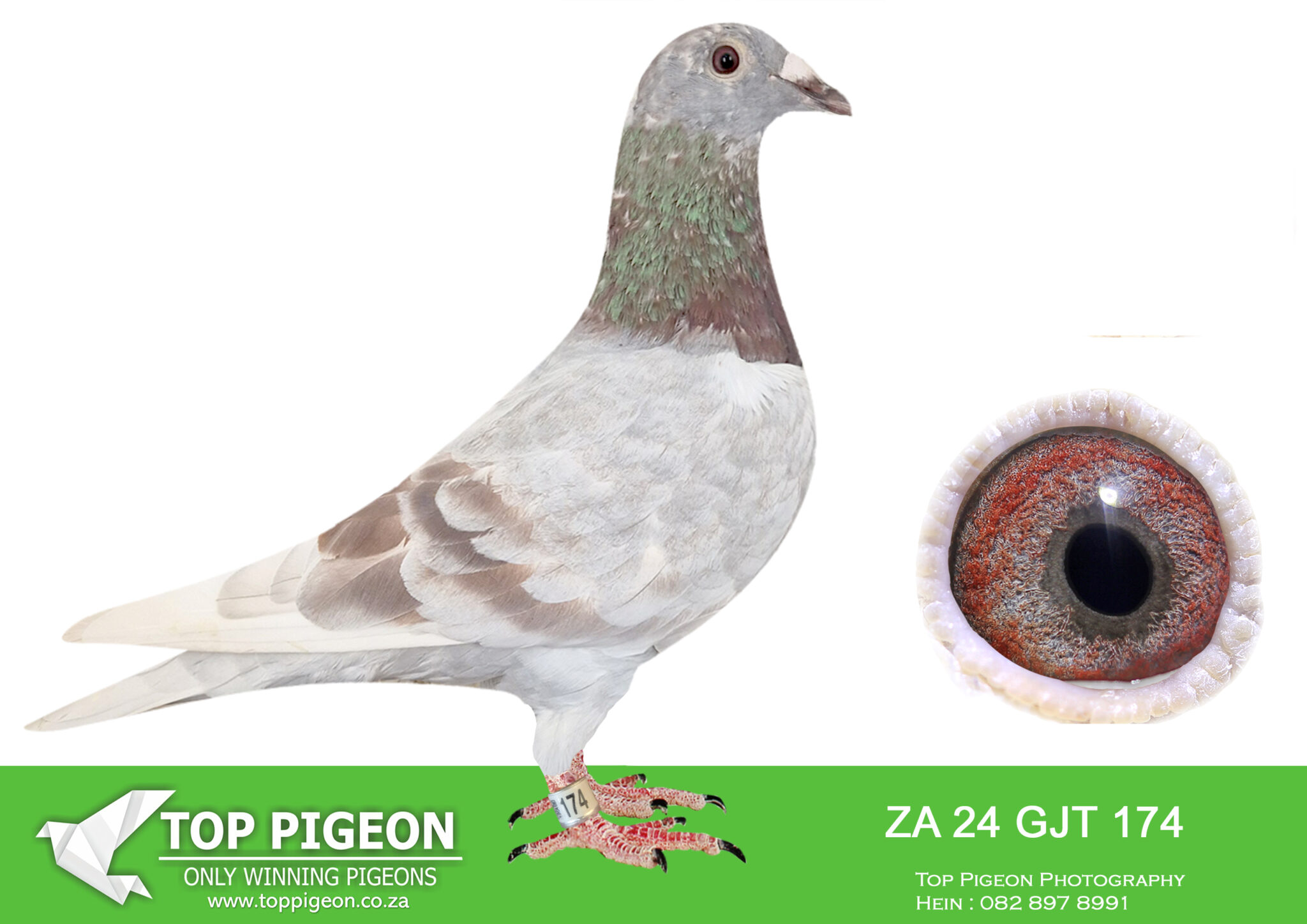 .LOT 3 SAIPR BREEDING STATION -ZA 24 GJT 174 -SIRE:ZA 23 MHPU 4906 . DIRK VAN DEN BULCK. SIRE IS ...