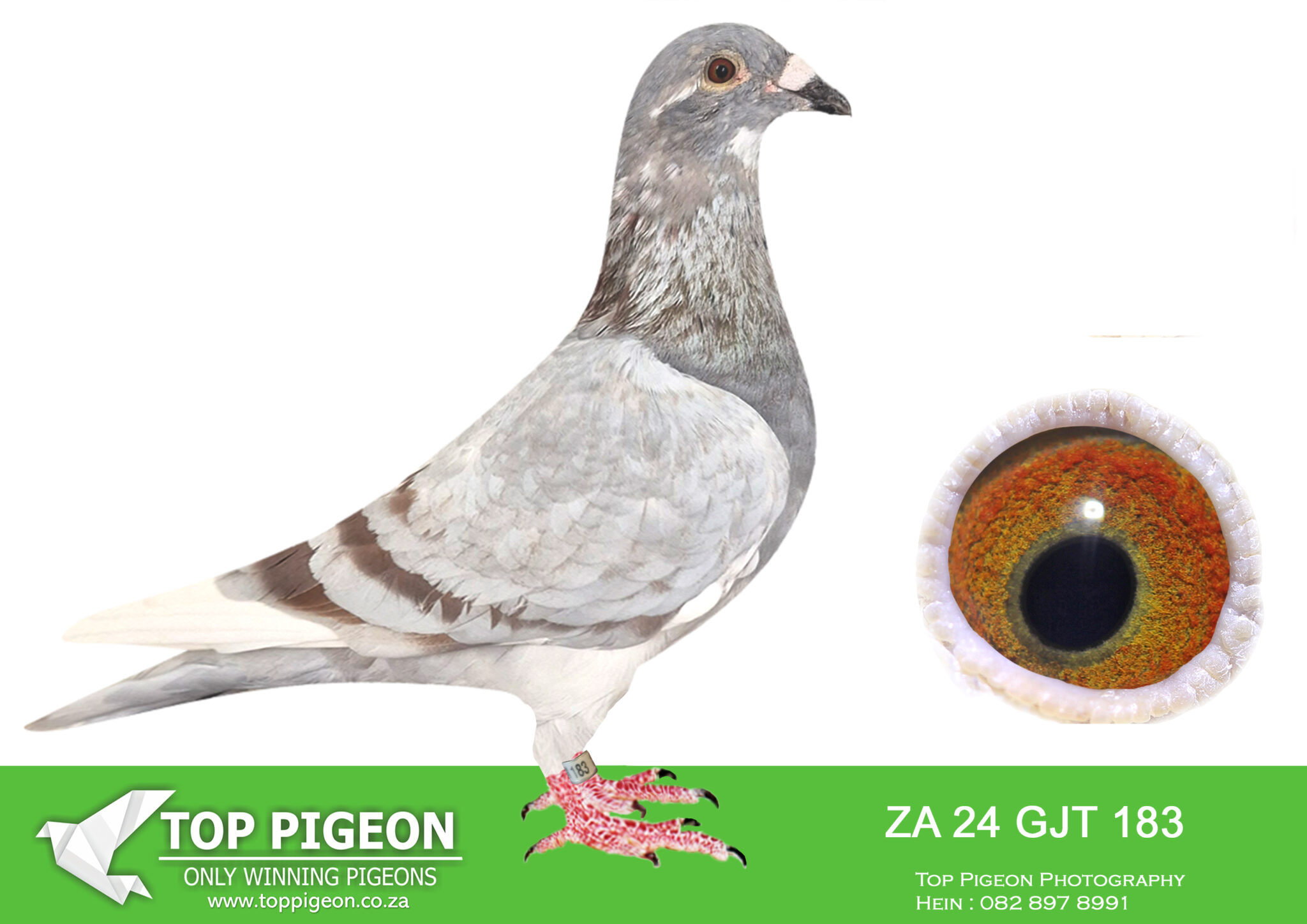 .LOT 4 SAIPR BREEDING STATION -ZA 24 GJT 183 -SIRE:ZA 23 MEMEL 341. KITTEL. SIRE AND DAM IS BRED ...