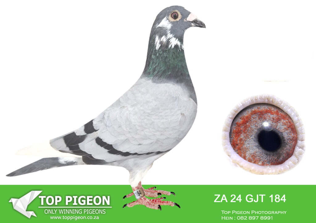 Live auctions - Top Pigeon
