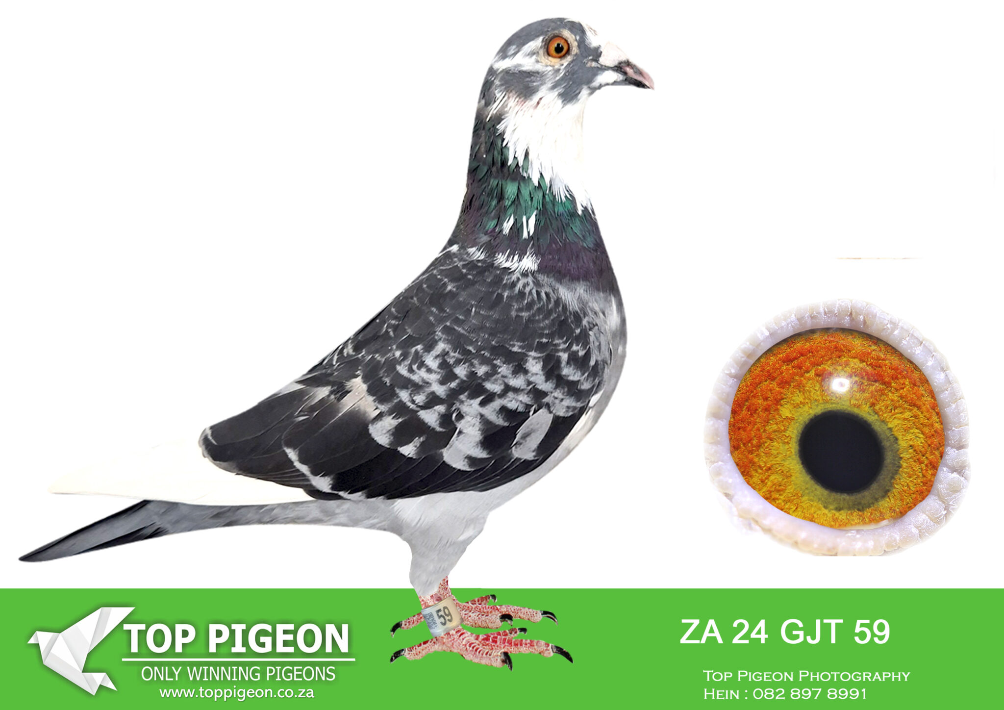 LOT 9 SAIPR BREEDING STATION -ZA 24 GJT 59 -SIRE:-ZA 21 OVRF 17613 CH C – 3rd SAPIR CHALLENGE ...