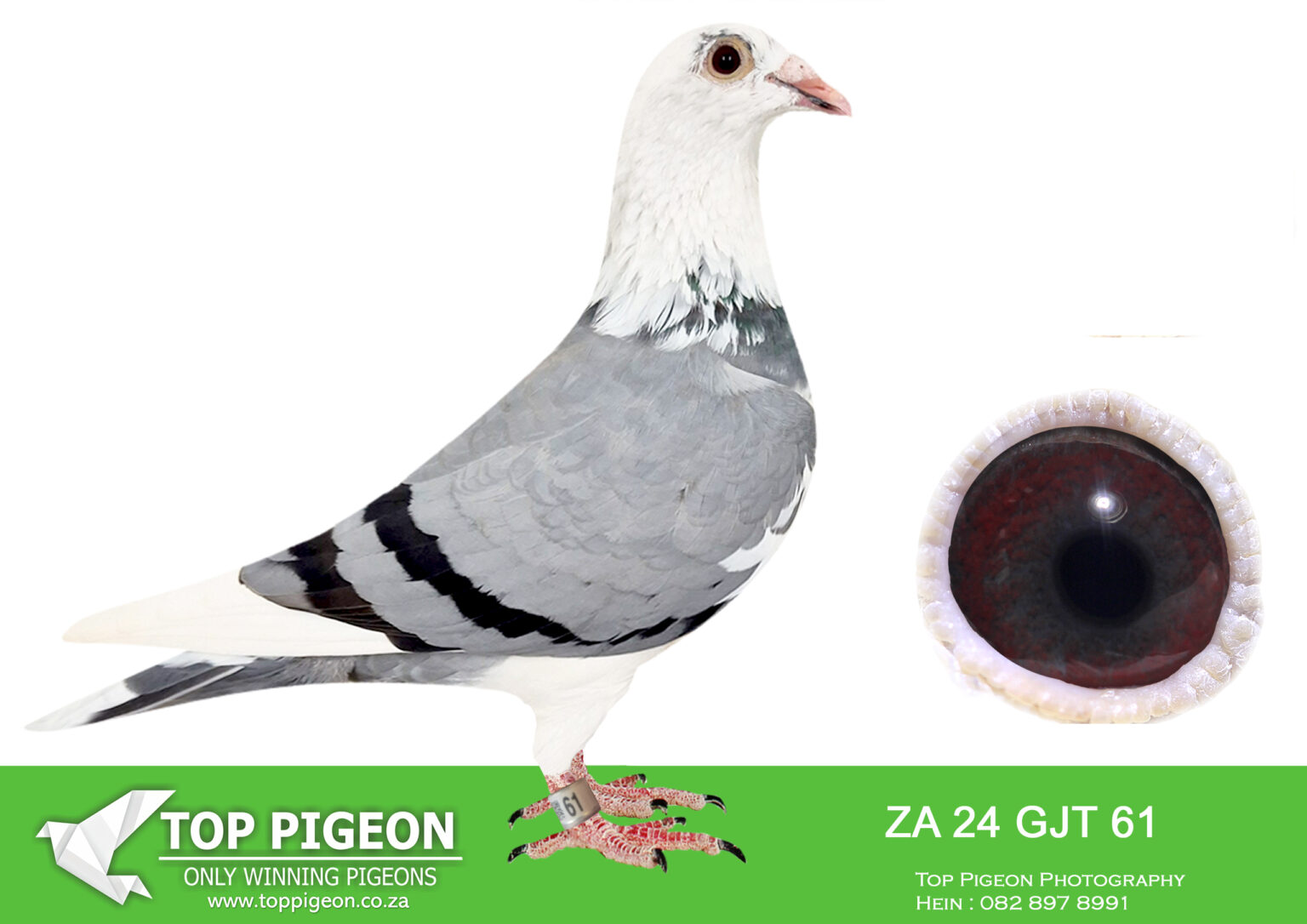 .LOT 8 SAIPR BREEDING STATION -ZA 24 GJT 61 -SIRE:NO RING KITTEL. KITTEL. SIRE AND DAM IS BRED ...