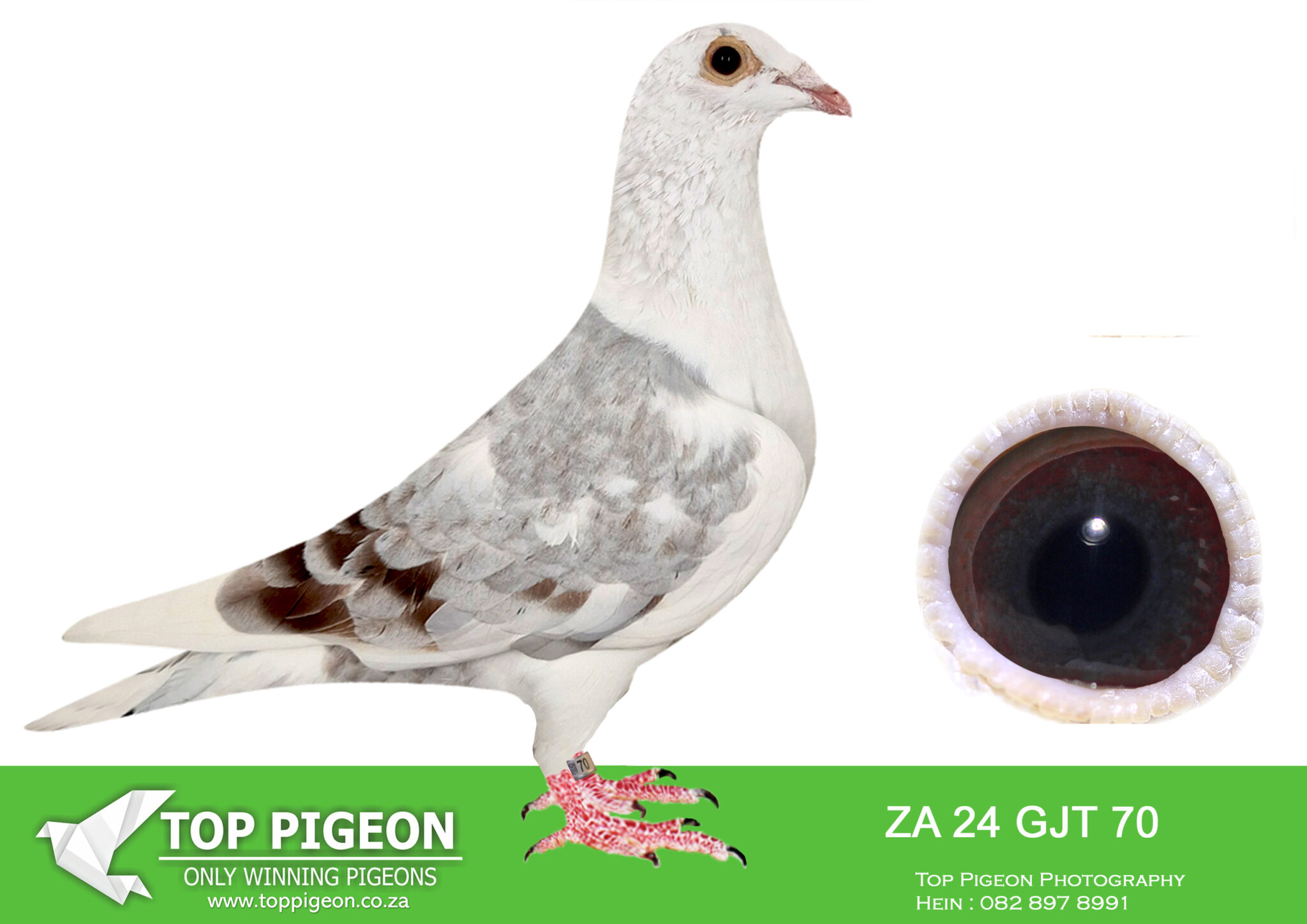 .LOT 1 END MARCH – ZA 24 GJT 70 – SIRE:ZA 23 MEMEL 341. KITTEL. SIRE AND DAM IS BRED FROM THE ...