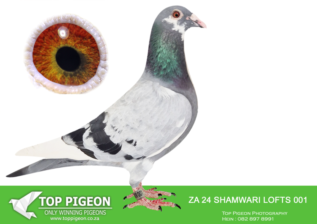 .LOT 3 SHAMWARI LOFTS “ROB POLEY” – ZA 24 SHAMWARI LOFTS 001 PIED COCK – Son of Union winner De ...