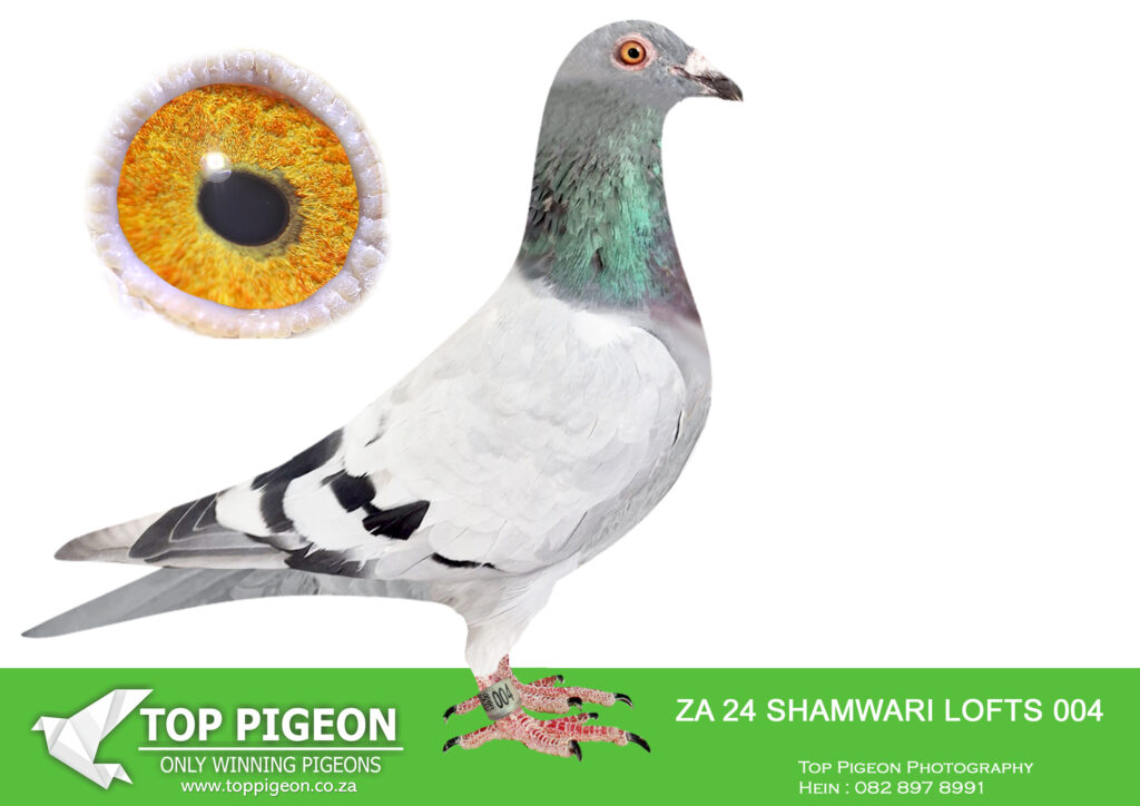 LOT 33 SHAMWARI LOFTS “ROB POLEY” -ZA 24 SHAMWARI LOFT 004 BBAR HEN – This hen was bred from a ...