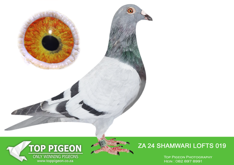 .LOT 2 SHAMWARI LOFTS “ROB POLEY” – ZA 24 SHAMWARI LOFT 019 BBAR COCK – Bred from Shamwari Lofts ...