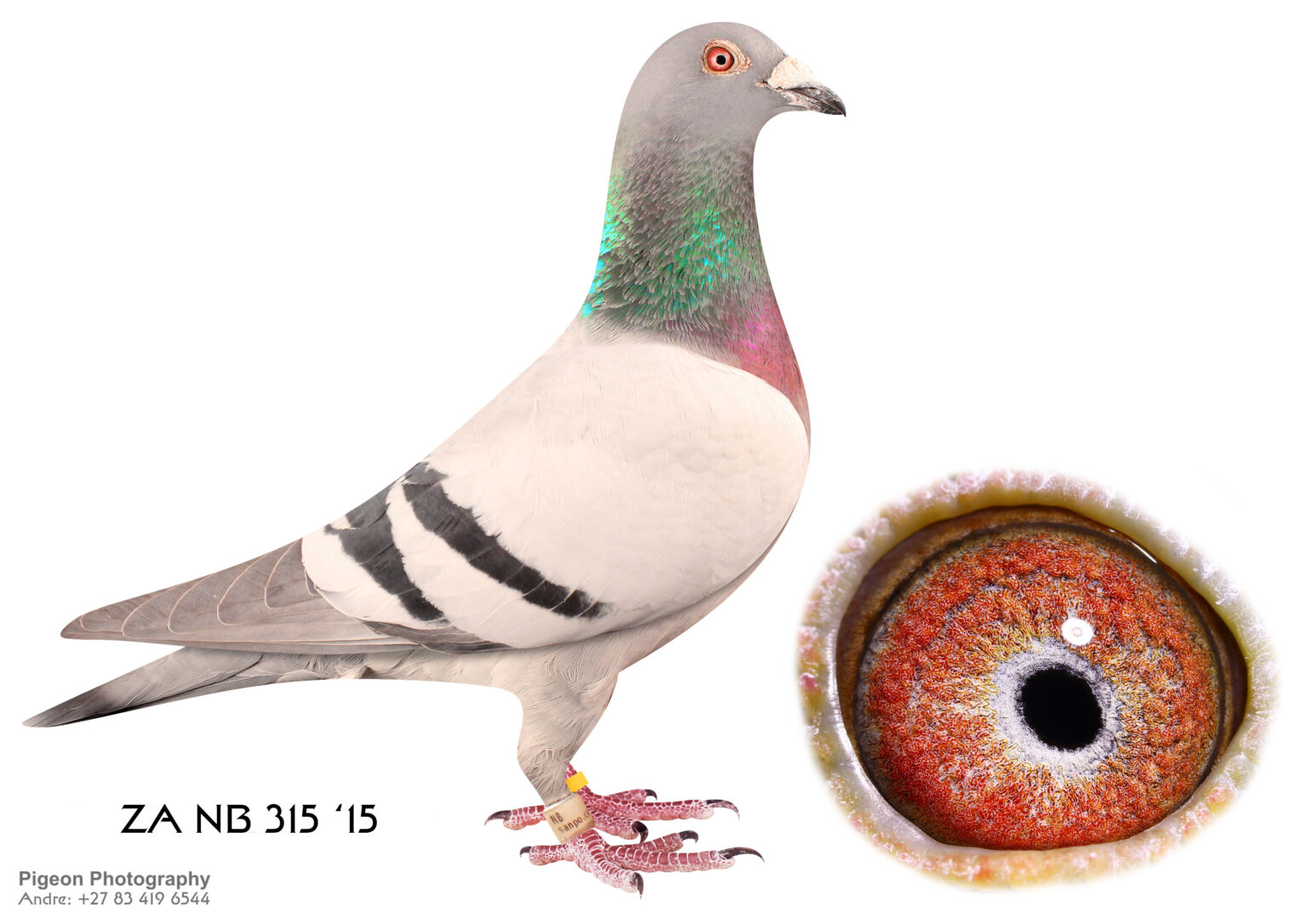 LOT 10 SHAMWARI LOFTS “ROB POLEY” -ZA 15 NB 315 BB COCK (TO BE SOLD WITH HIS MOTHER AND CLICK ...