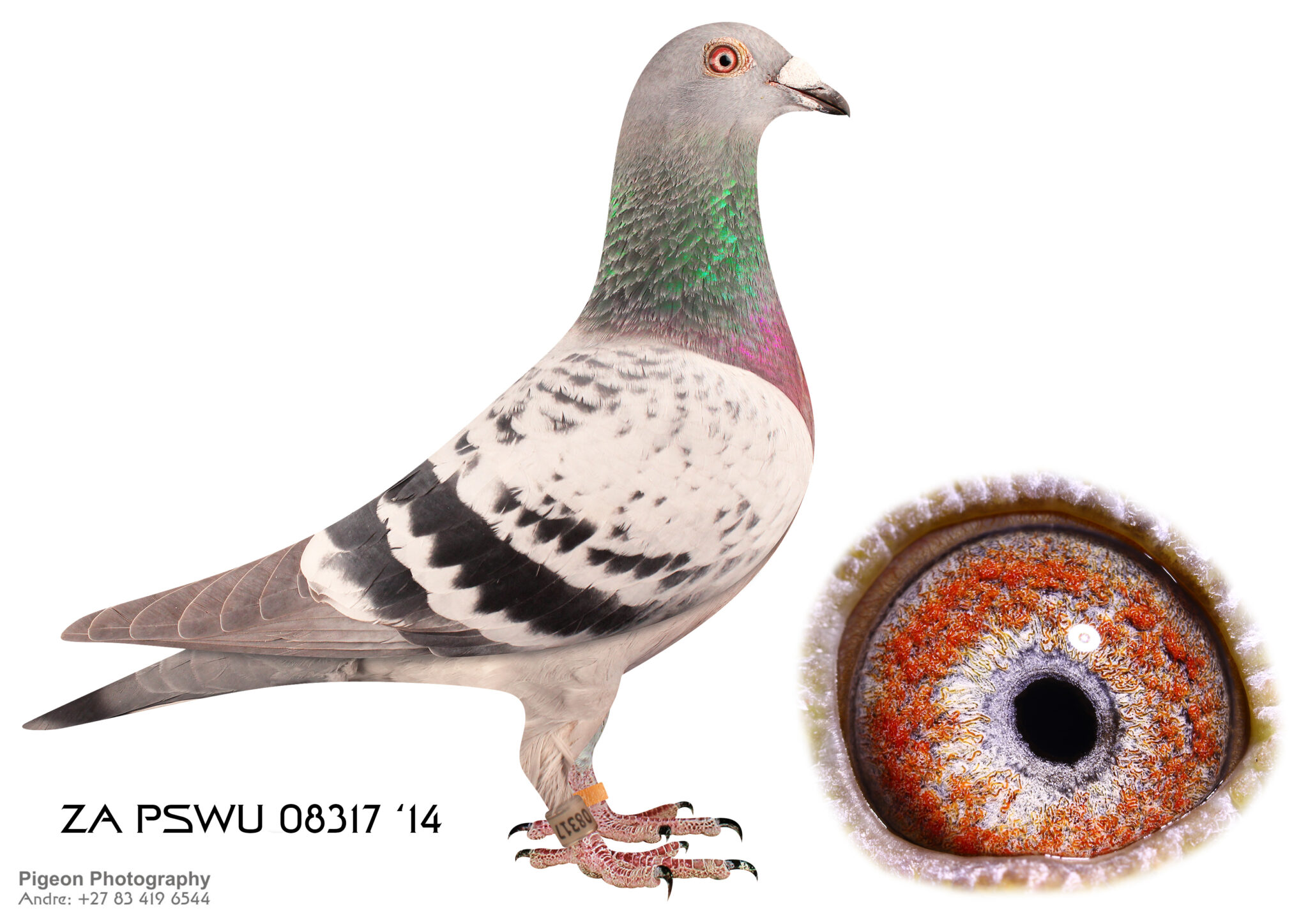 LOT 10 SHAMWARI LOFTS “ROB POLEY” -ZA 15 NB 315 BB COCK (TO BE SOLD WITH HIS MOTHER AND CLICK ...