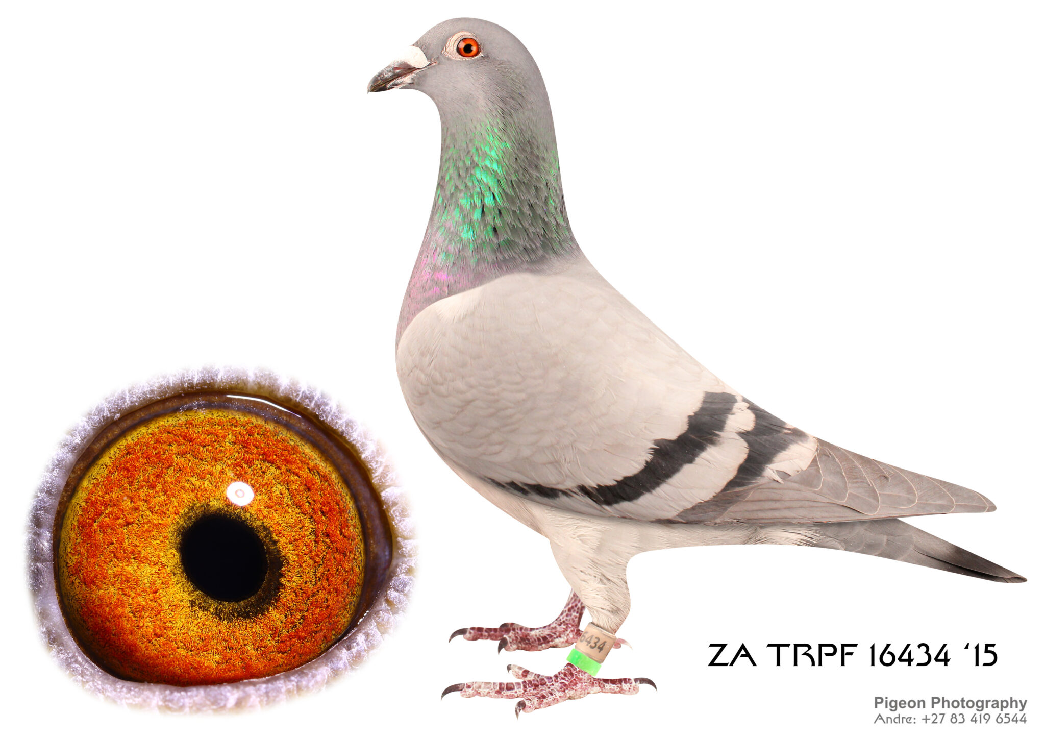 LOT 10 SHAMWARI LOFTS “ROB POLEY” -ZA 15 NB 315 BB COCK (TO BE SOLD WITH HIS MOTHER AND CLICK ...