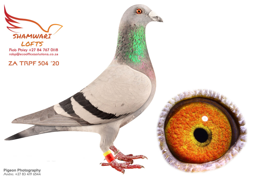 .LOT 1 SHAMWARI LOFTS “ROB POLEY” – ZA 20 TRPF 504 BBAR COCK – Son of the Shamwari Lofts click ...