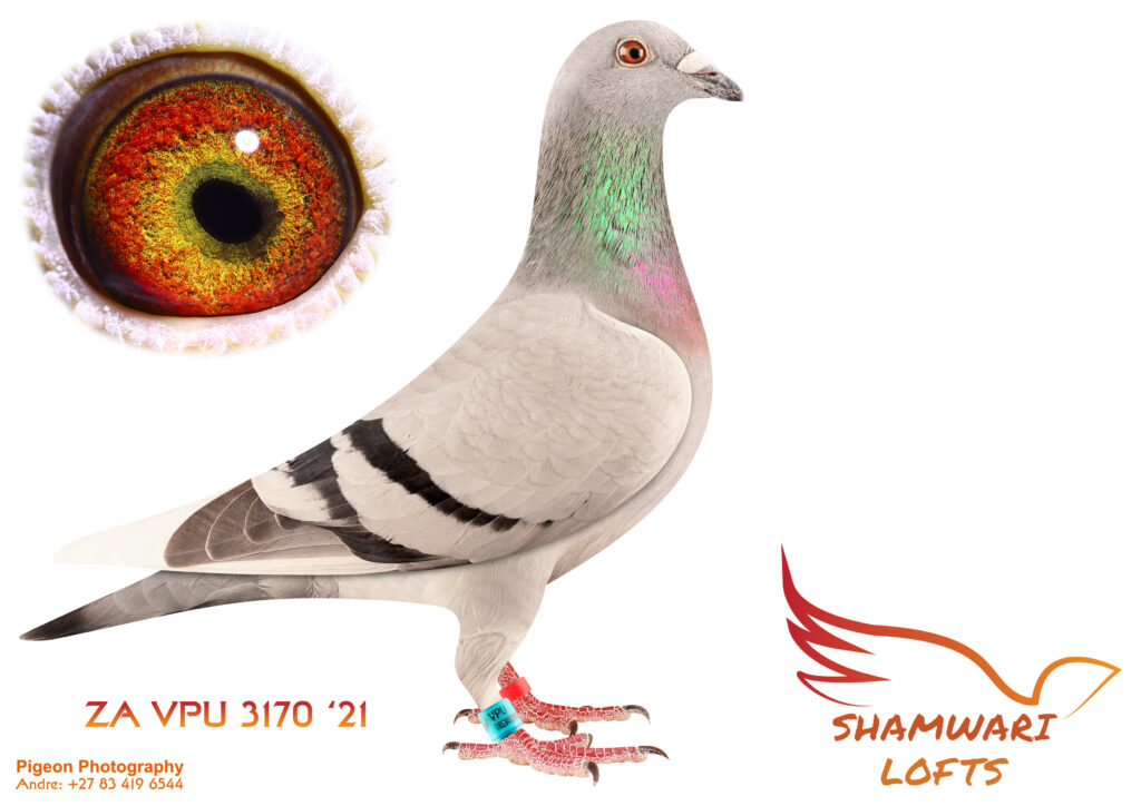 LOT 18 SHAMWARI LOFTS “ROB POLEY” -ZA 21 VPUD 3170 BBWF HEN – A medium size hen bred from a ...