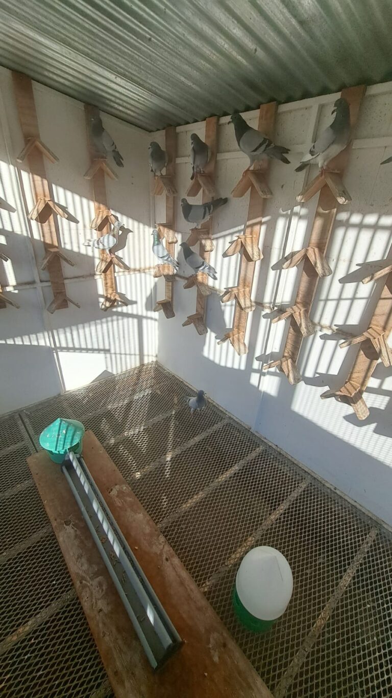 LOT 40 SHAMWARI LOFTS “ROB POLEY” – Two racing pigeon lofts. Total length of loft 6830. Height ...