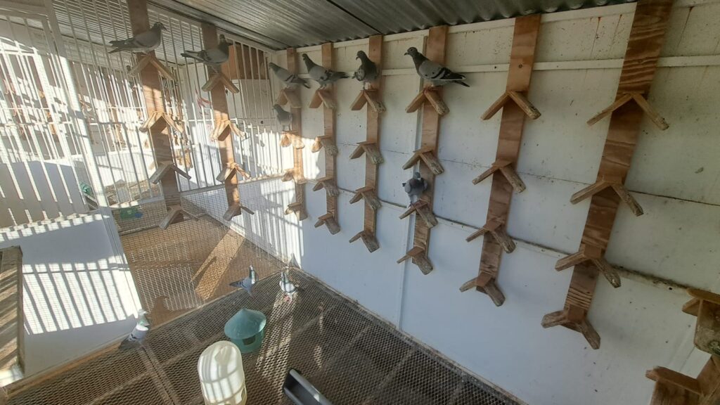 LOT 40 SHAMWARI LOFTS “ROB POLEY” – Two racing pigeon lofts. Total ...