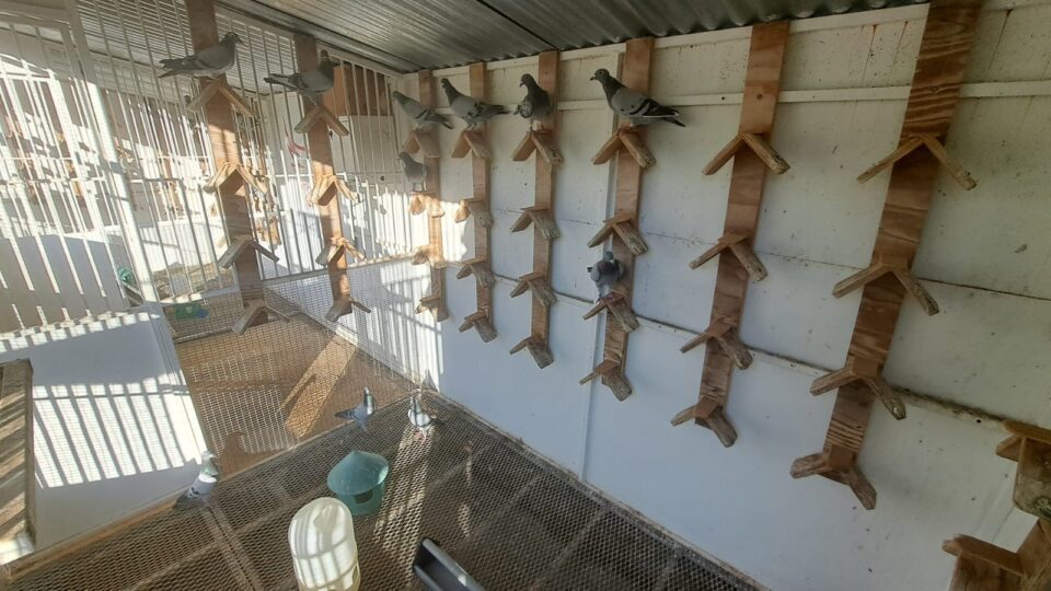 LOT 40 SHAMWARI LOFTS “ROB POLEY” – Two racing pigeon lofts. Total length of loft 6830. Height ...