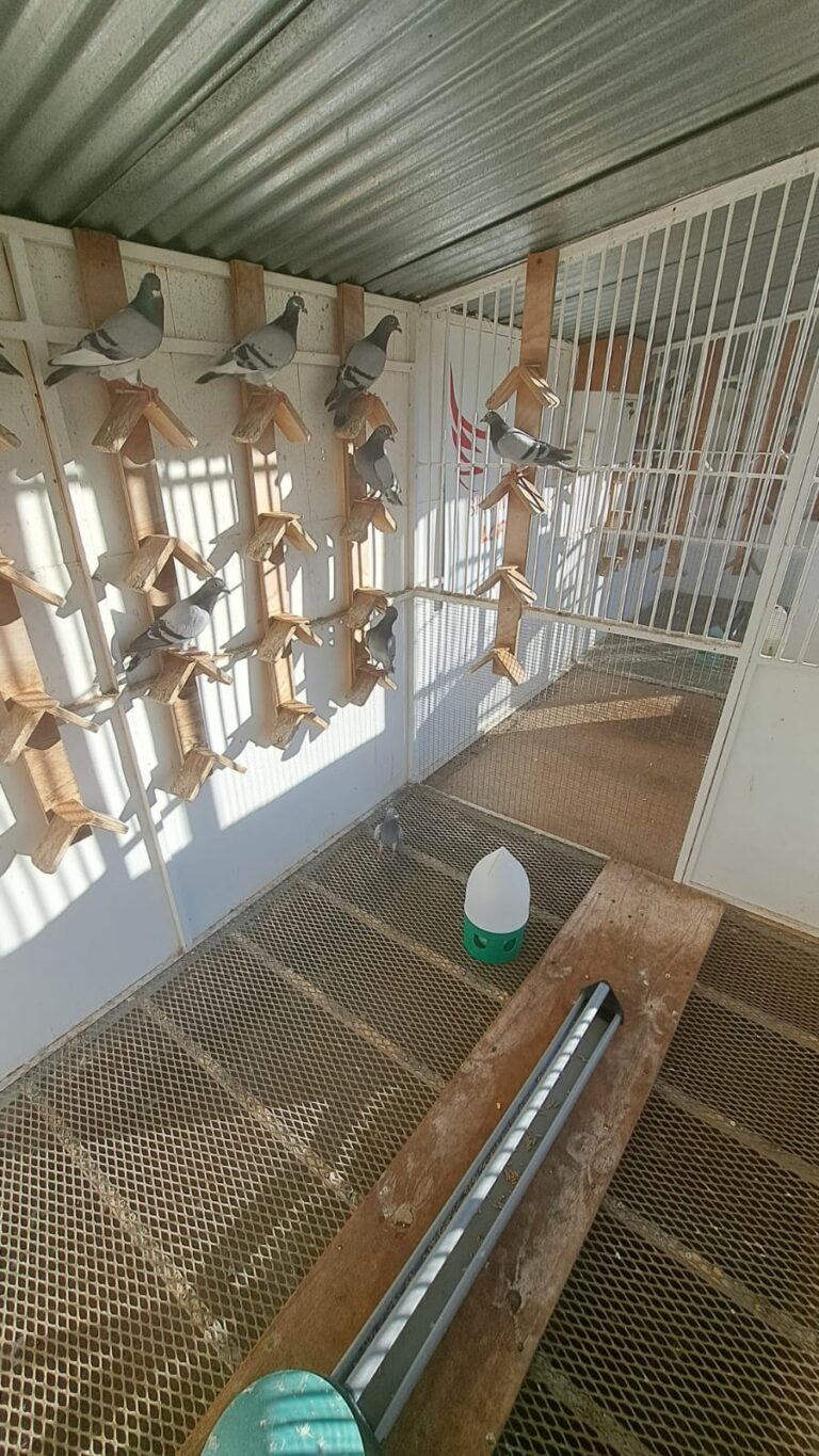 LOT 40 SHAMWARI LOFTS “ROB POLEY” – Two racing pigeon lofts. Total length of loft 6830. Height ...