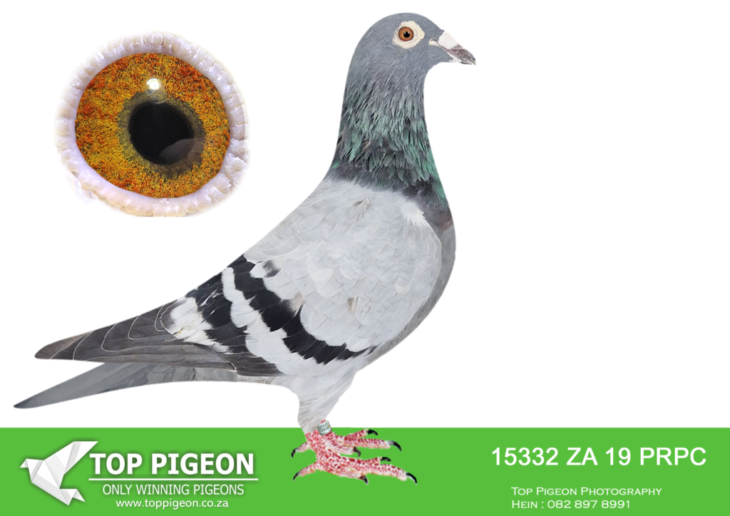 LOT 12 BOSHOFF PIGEON LOFTS AUCTION 3 – 15332 ZAPRPC 19 -SIRE:0073 ZAD ...