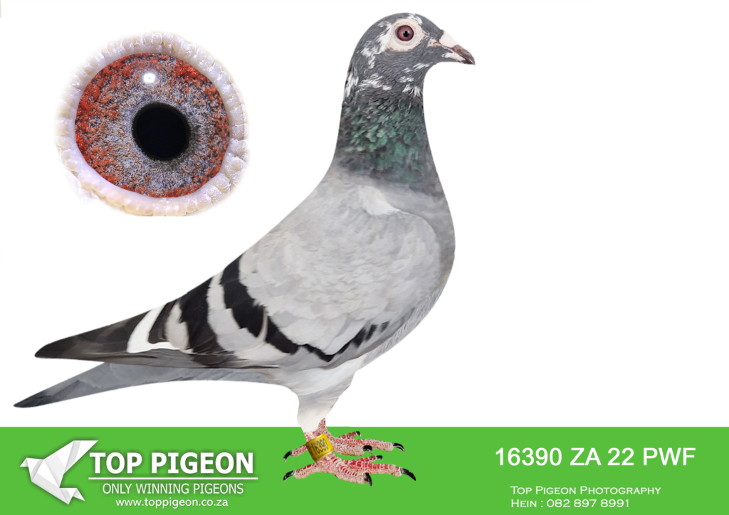 .LOT 6 BOSHOFF PIGEON LOFTS AUCTION 5 -16390 ZAPWF 22 -The best Blou Bul and Roodhooft Blood ...