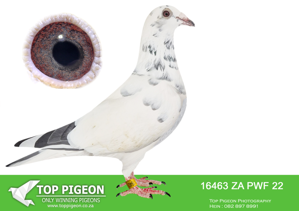 Past racing pigeon auctions | Archive of bids & pedigrees