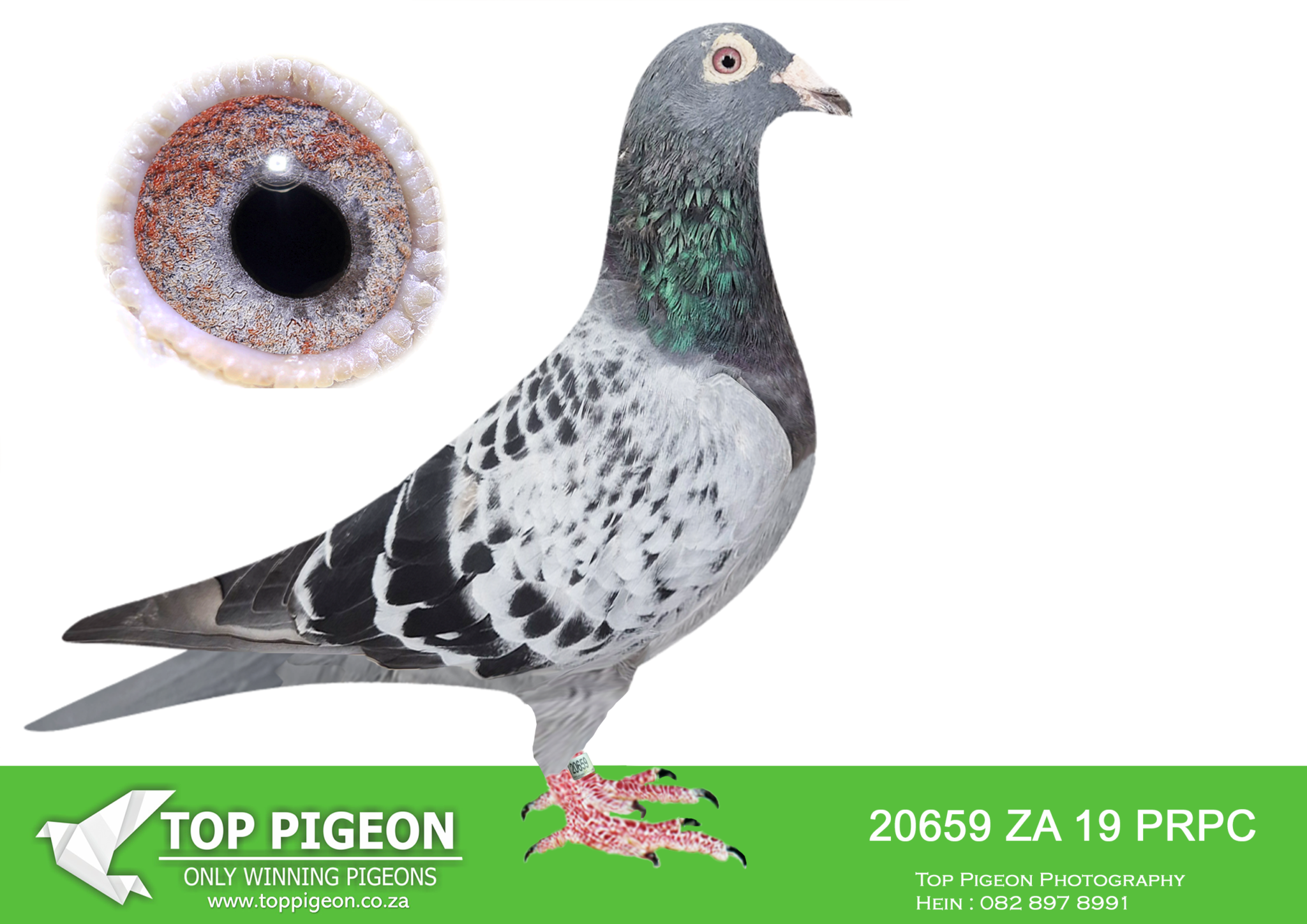 Past racing pigeon auctions | Archive of bids & pedigrees