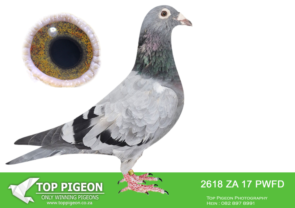 .LOT 2 BOSHOFF PIGEON LOFTS AUCTION 2 -ZA 17 PWFD 2618 -SIRE:0073 ZAD ...