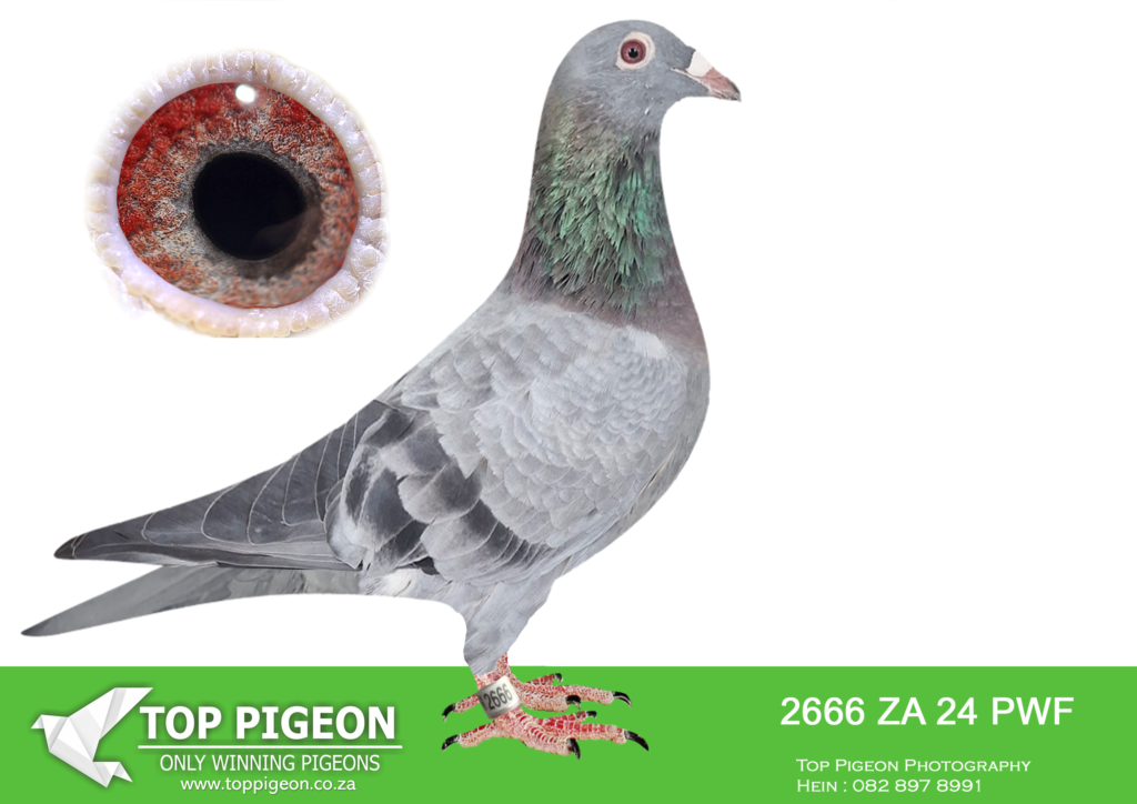 LOT 50 BOSHOFF PIGEON LOFTS AUCTION 3 – 2666 ZAPWF 24 -SIRE:1370 ...