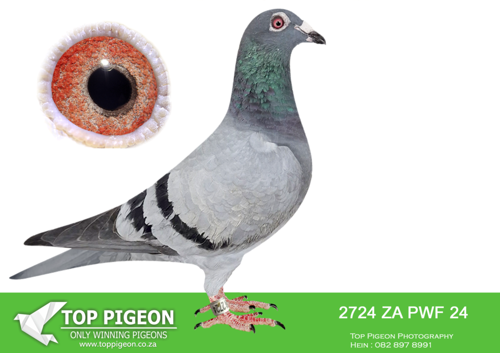 LOT 30 BOSHOFF PIGEON LOFTS AUCTION 5 -2724 ZAPWF 24 -SIRE:16565 ZAPF ...